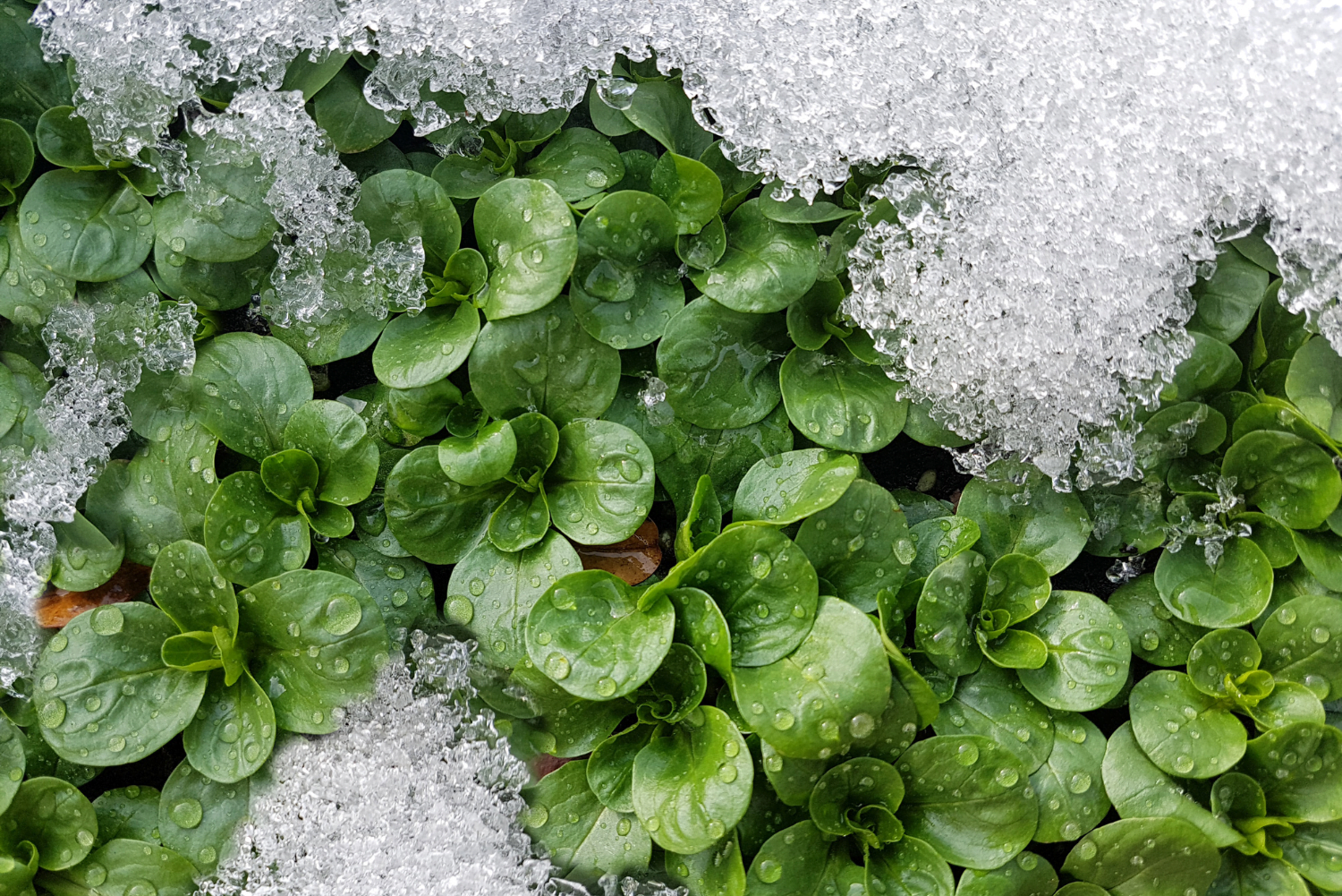 Winter-Proof Landscaping: Choose Cold-Resistant Green Plants