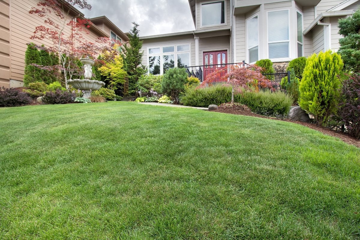 Discovering The Best Shade Tolerant Grass For Your Lawn