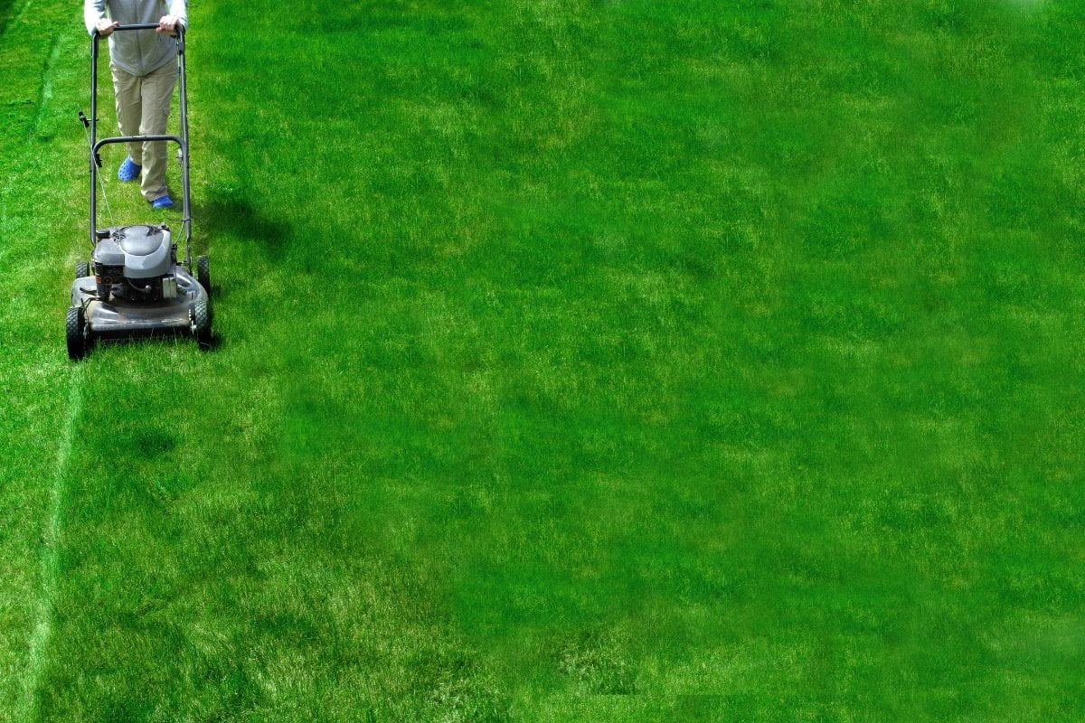 Discovering The Best Shade Tolerant Grass For Your Lawn