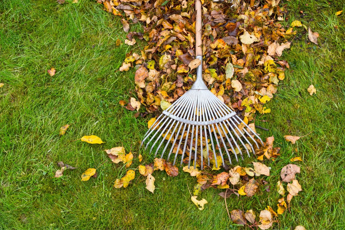 Winter Lawn Care Tips: Prepare for a Vibrant Spring
